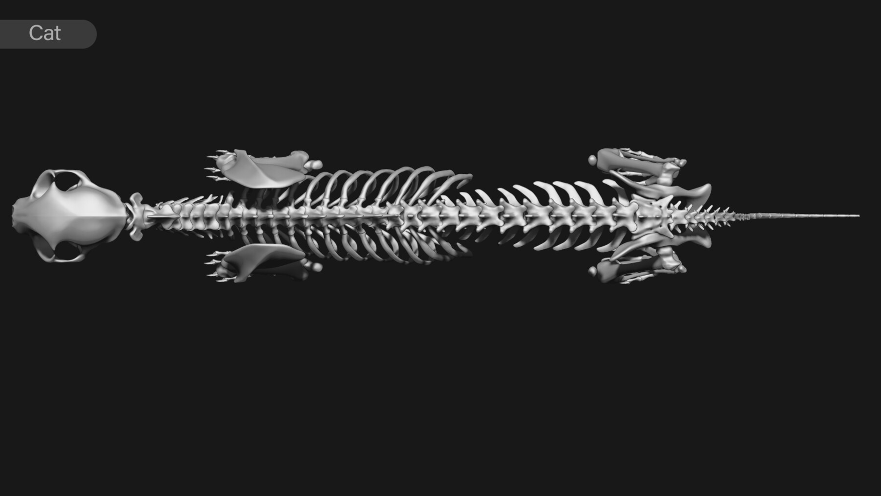 ArtStation - animal skeleton collection | Resources