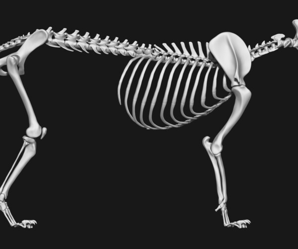 ArtStation - animal skeleton collection | Resources