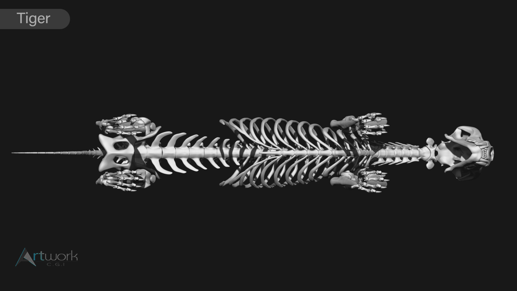 ArtStation - animal skeleton collection | Resources