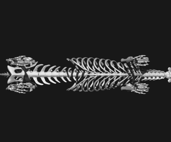 ArtStation - animal skeleton collection | Resources