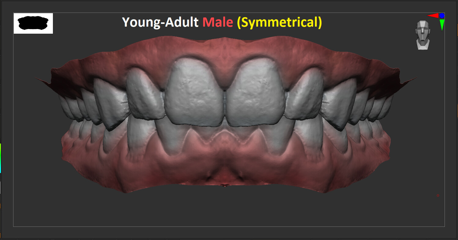 ArtStation - Dentist-Grade Human Teeth Scans - (Young-Adult Male ...