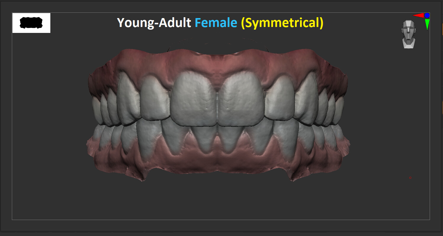 ArtStation - Dentist-Grade Human Teeth Scans - (Young-Adult Male ...