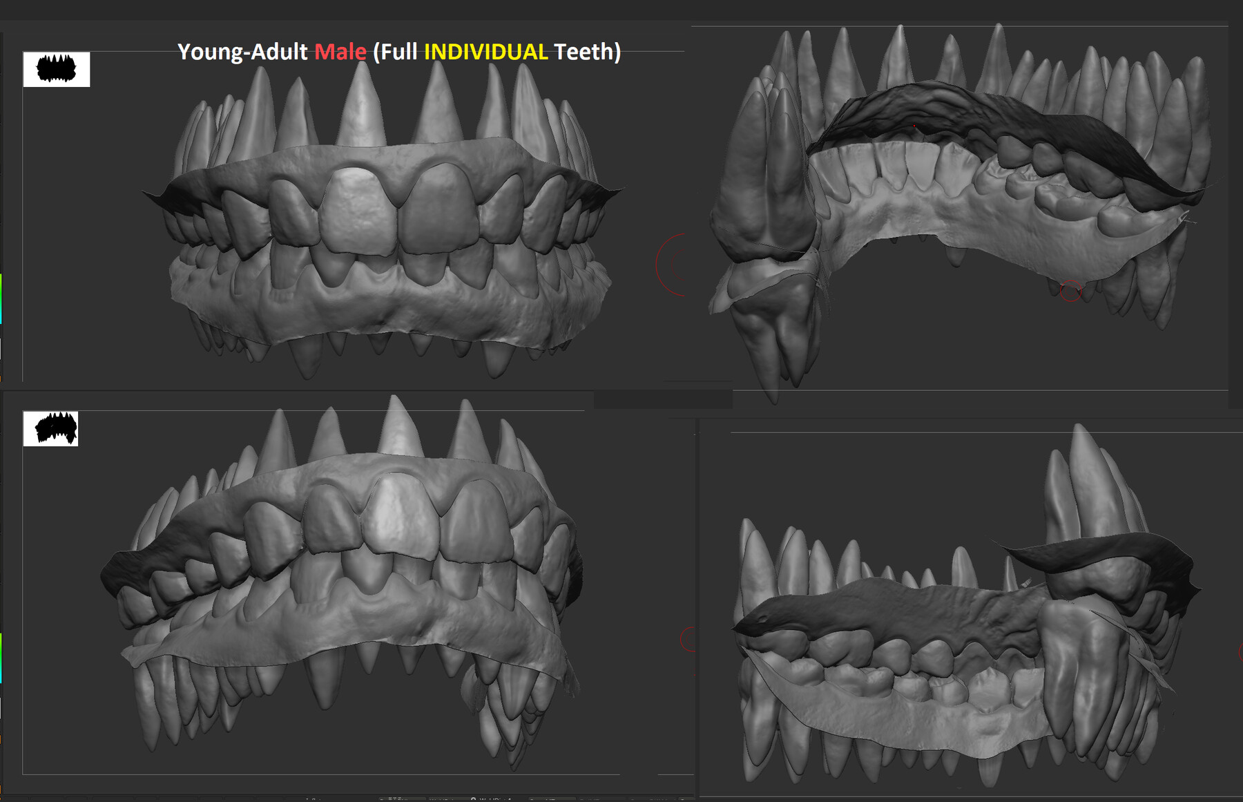 ArtStation - Dentist-Grade Human Teeth Scans - (Young-Adult Male ...