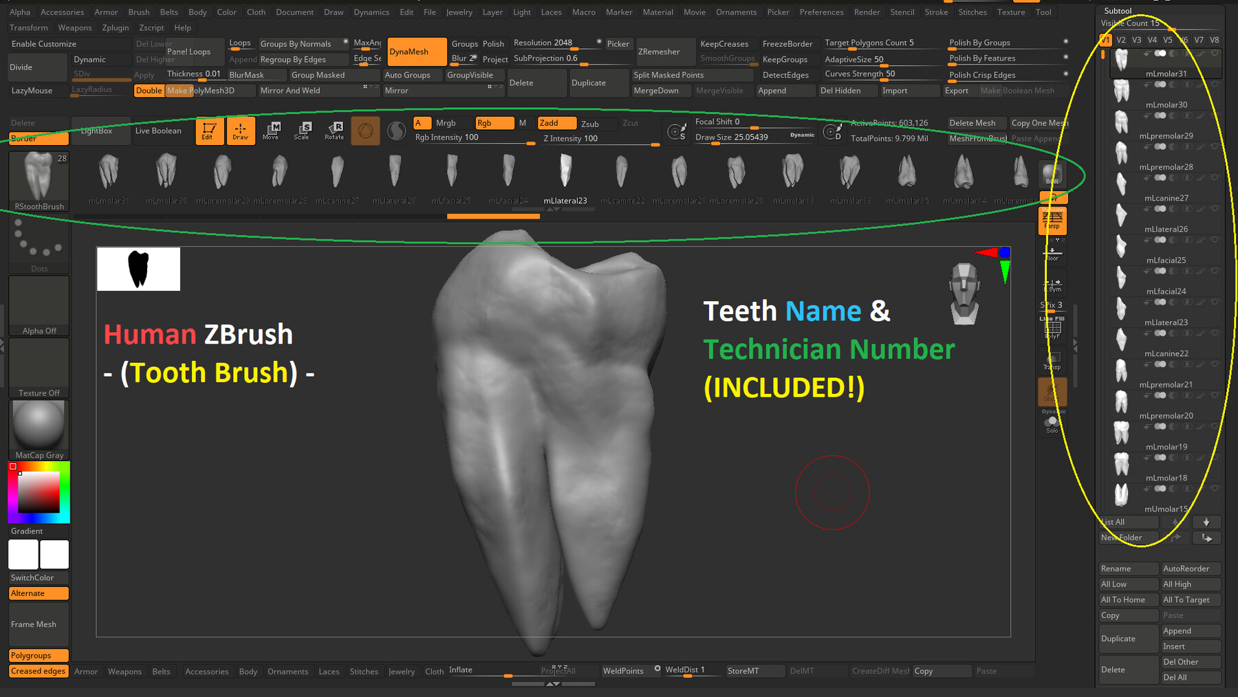 ArtStation - Dentist-Grade Human Teeth Scans - (Young-Adult Male ...