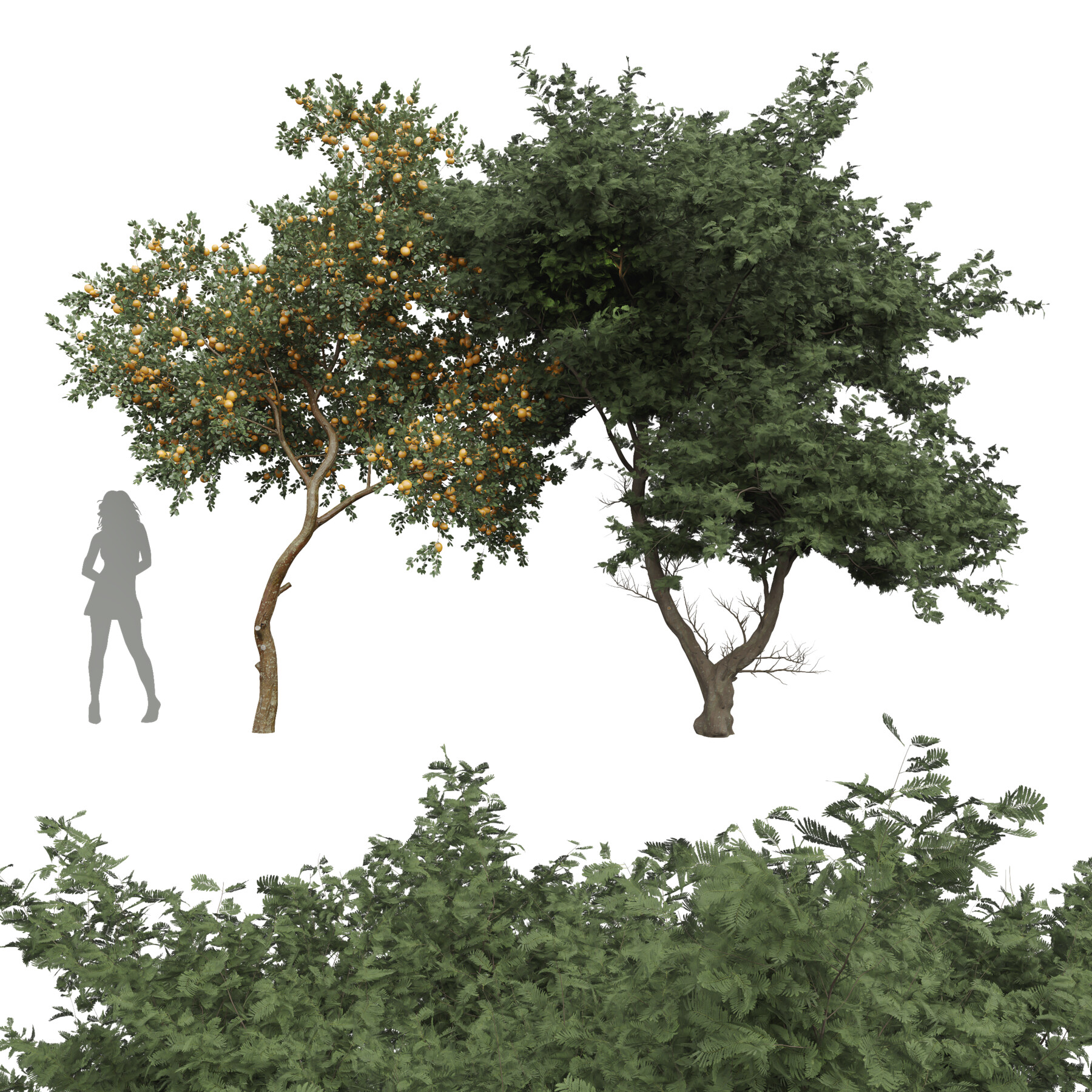 ArtStation - New Plant Orange fruit Acacia tree East africa | Game Assets