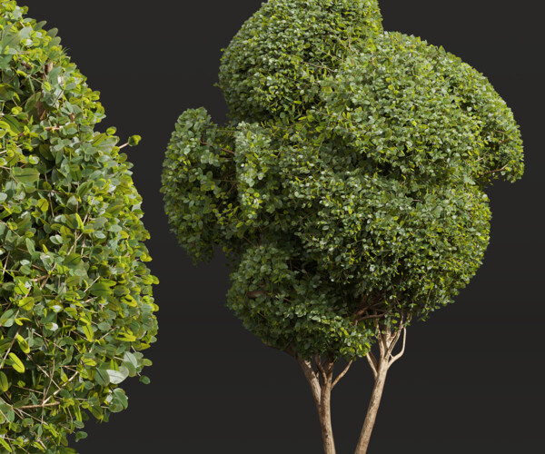 ArtStation - Ficus Concinna Bonsai Pruned-3 trees | Game Assets