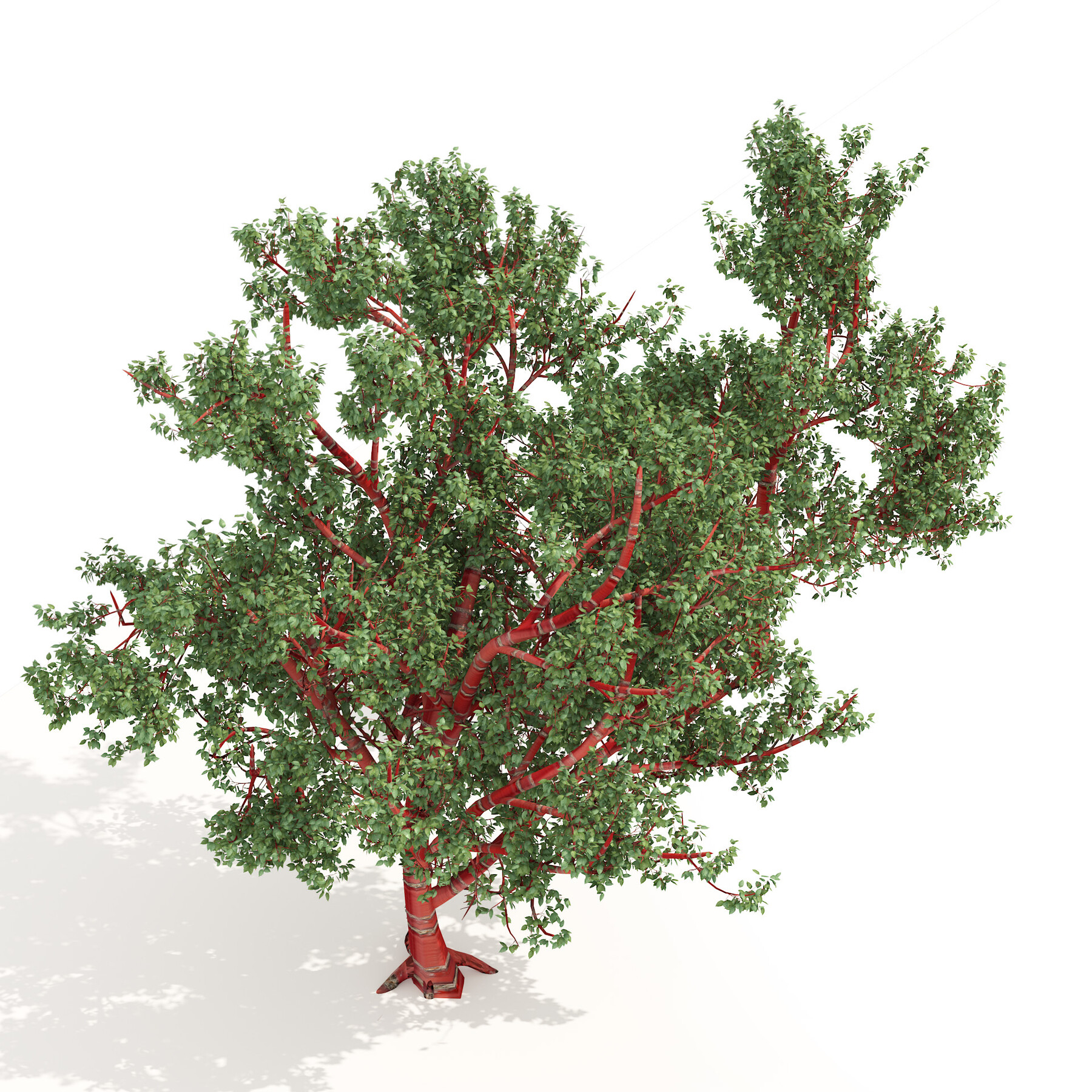 ArtStation - Red Bark cherry trees | Game Assets