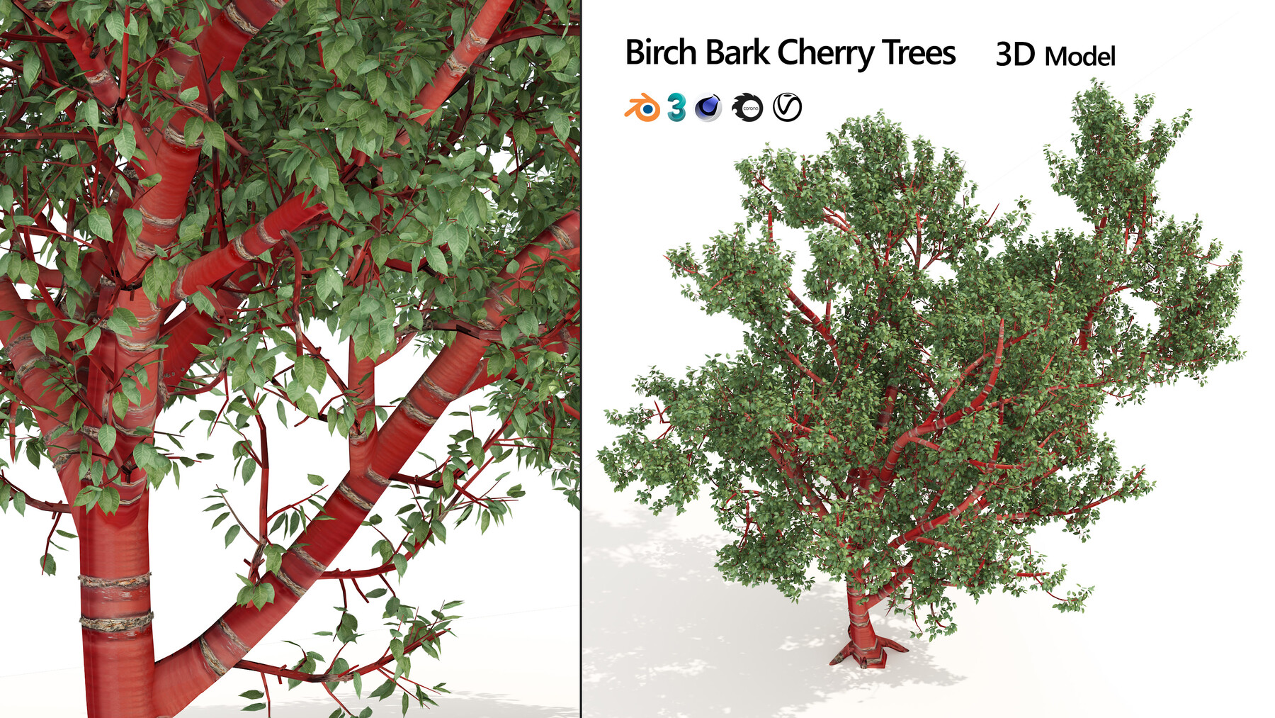 ArtStation - Red Bark cherry trees | Game Assets