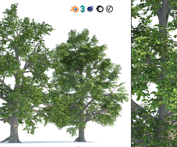 ArtStation - High and Low Poly Broadleaf Trees | Resources