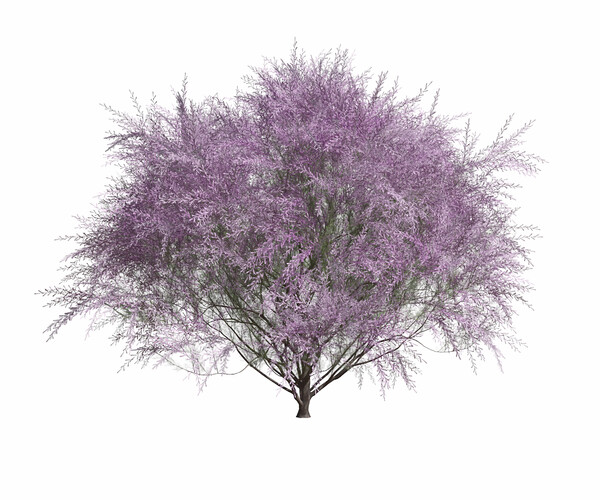 ArtStation - Tamarix Gallica Tree with Flowers | Resources