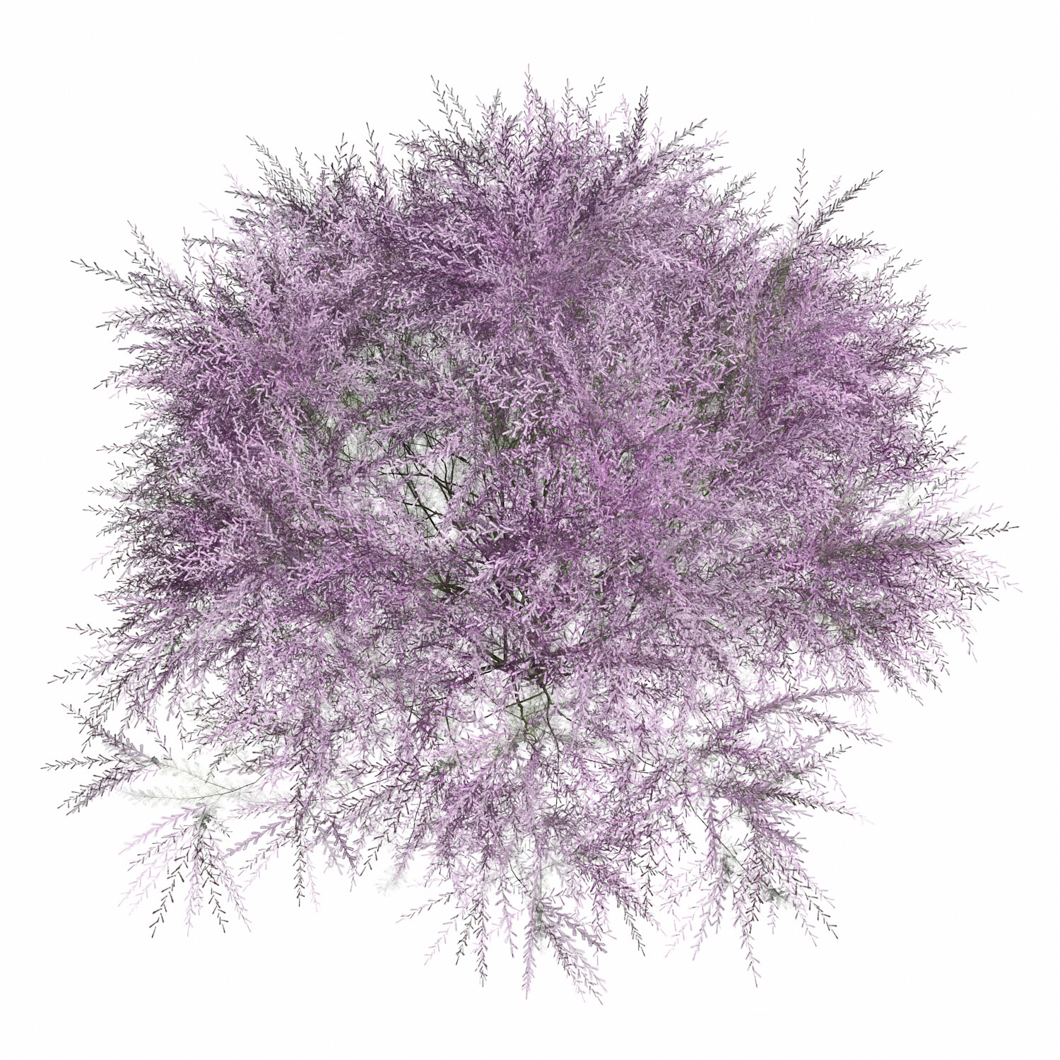 ArtStation - Tamarix Gallica Tree with Flowers | Resources