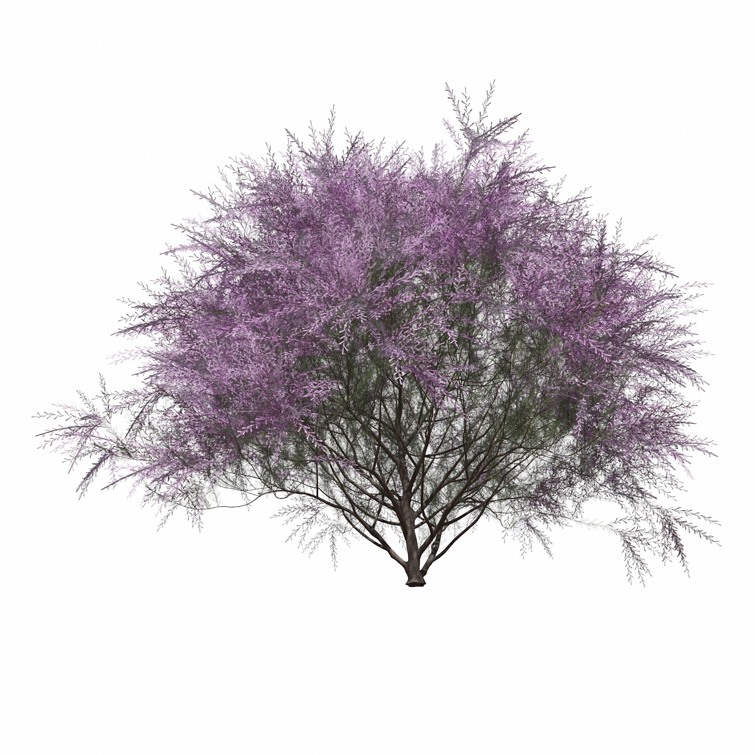 ArtStation - Tamarix Gallica Tree with Flowers | Resources