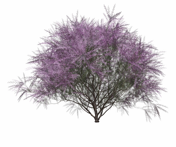 ArtStation - Tamarix Gallica Tree with Flowers | Resources