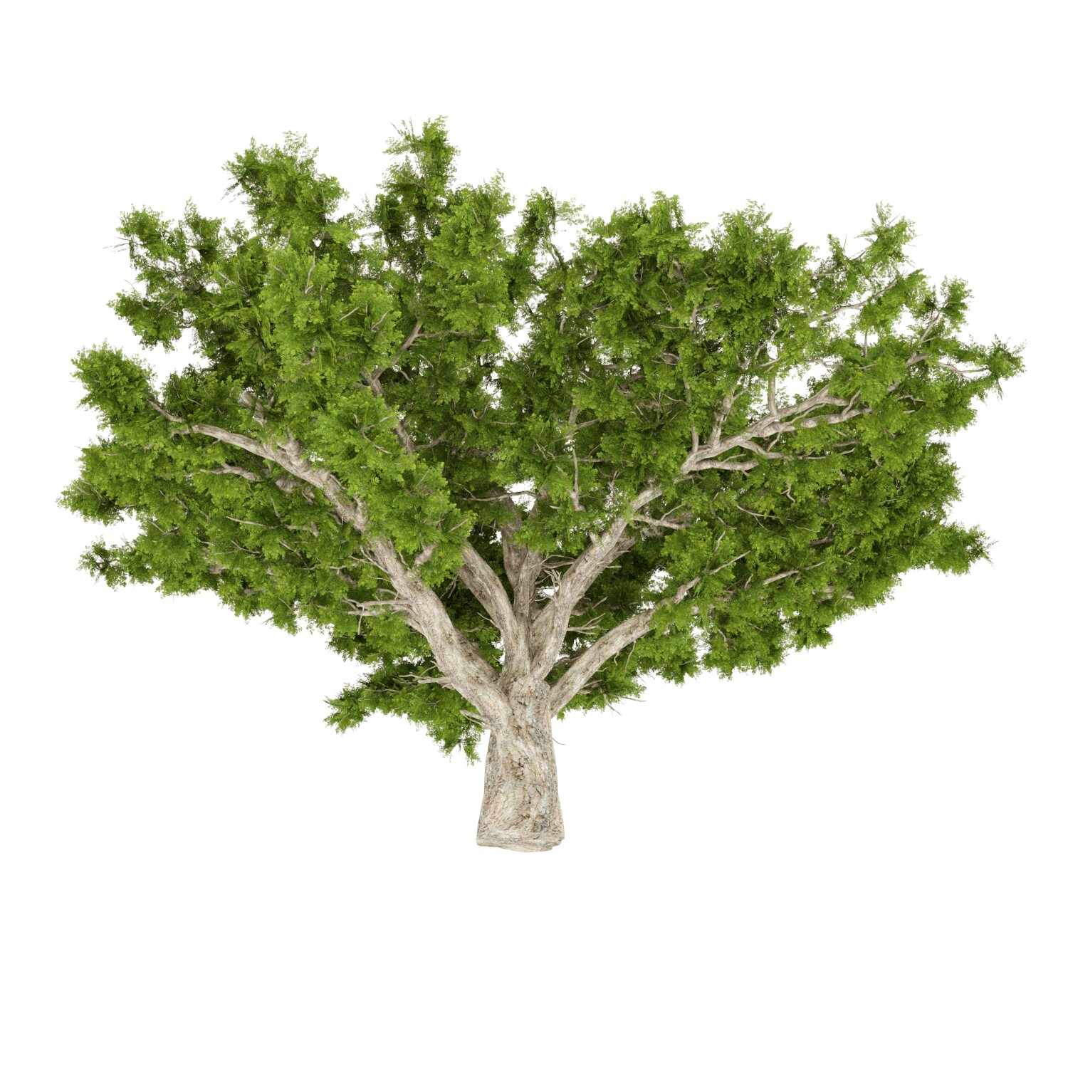 ArtStation - Acacia Old Tree | Resources