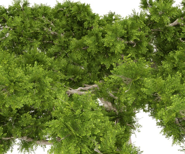 ArtStation - Acacia Old Tree | Resources