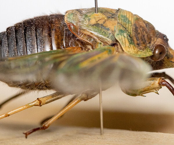 ArtStation - Green Cicada Photo Reference Pack | Resources