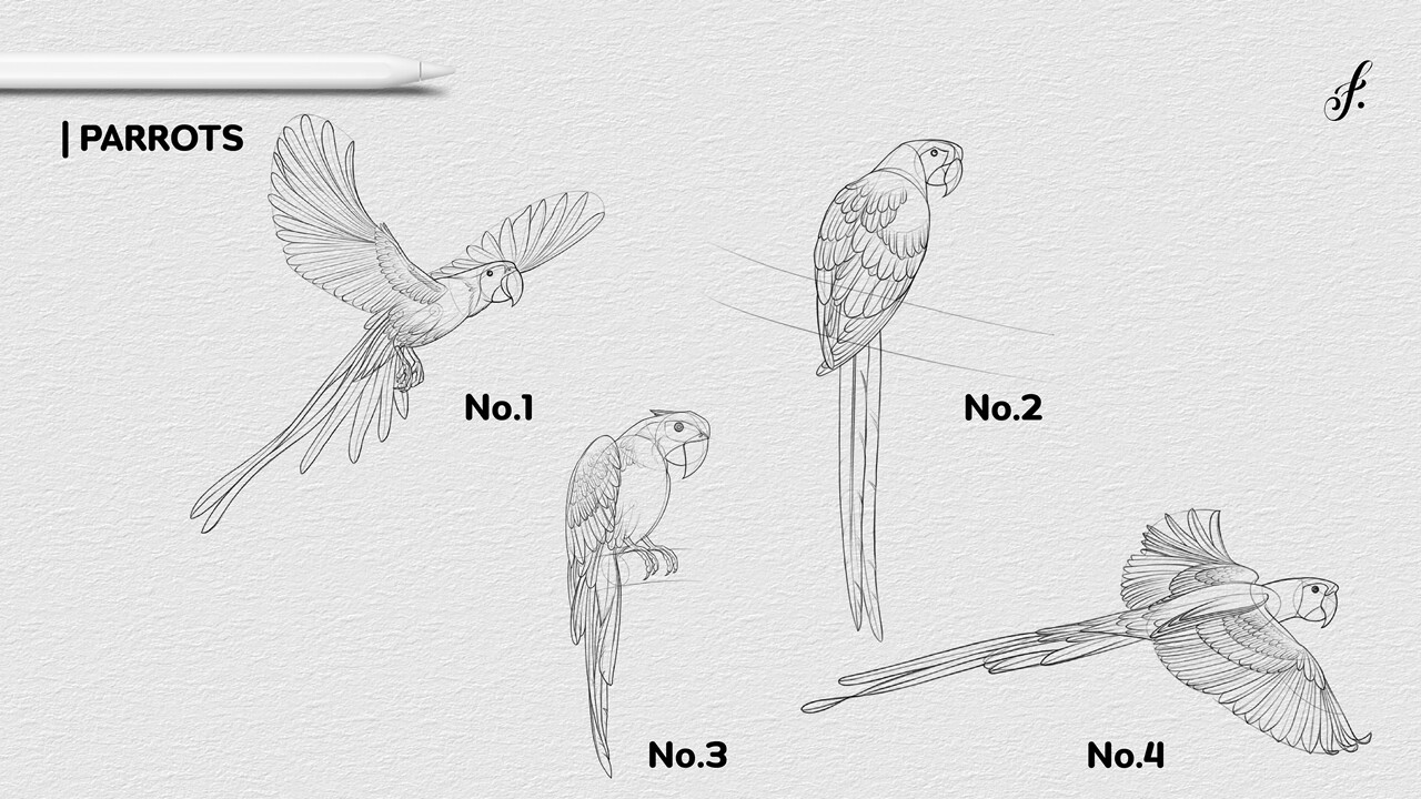 ArtStation - Bird Procreate Brush | 27 Bird Brushes for Procreate | Brushes