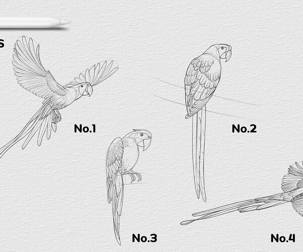 ArtStation - Bird Procreate Brush | 27 Bird Brushes for Procreate | Brushes