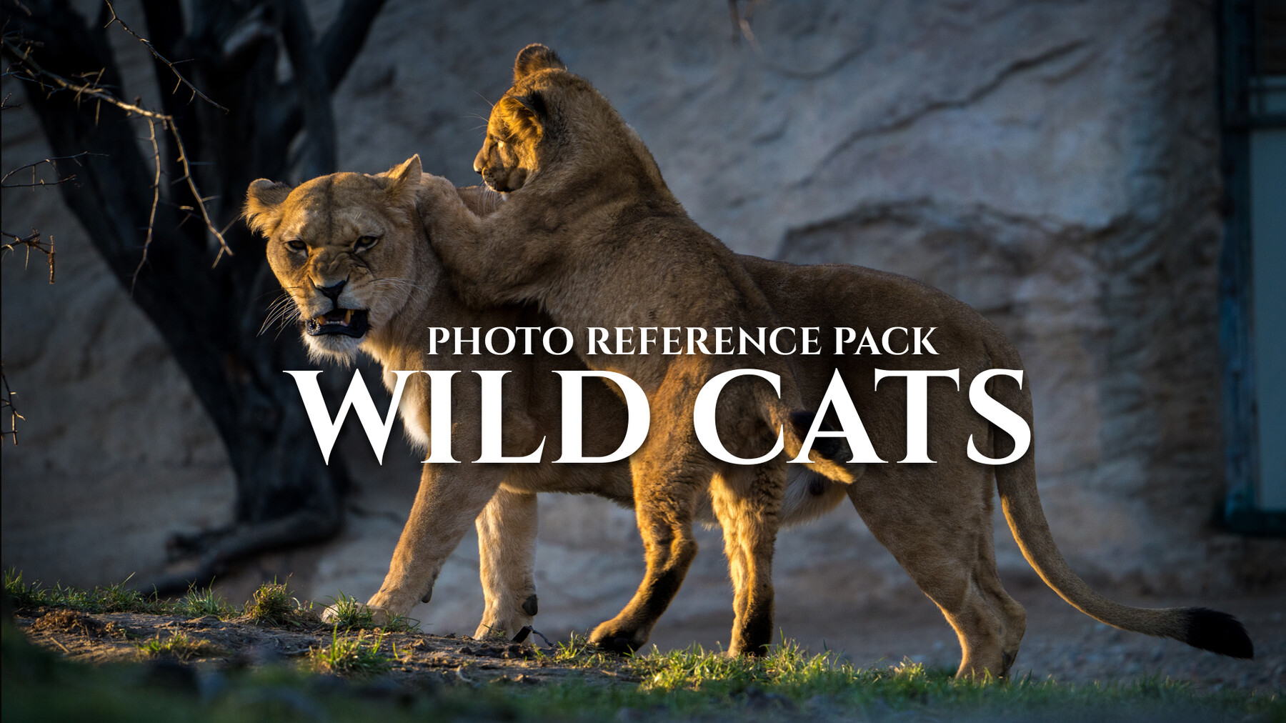 ArtStation - Wild Cats - Reference Photo Pack For Artists 399 JPEGs ...