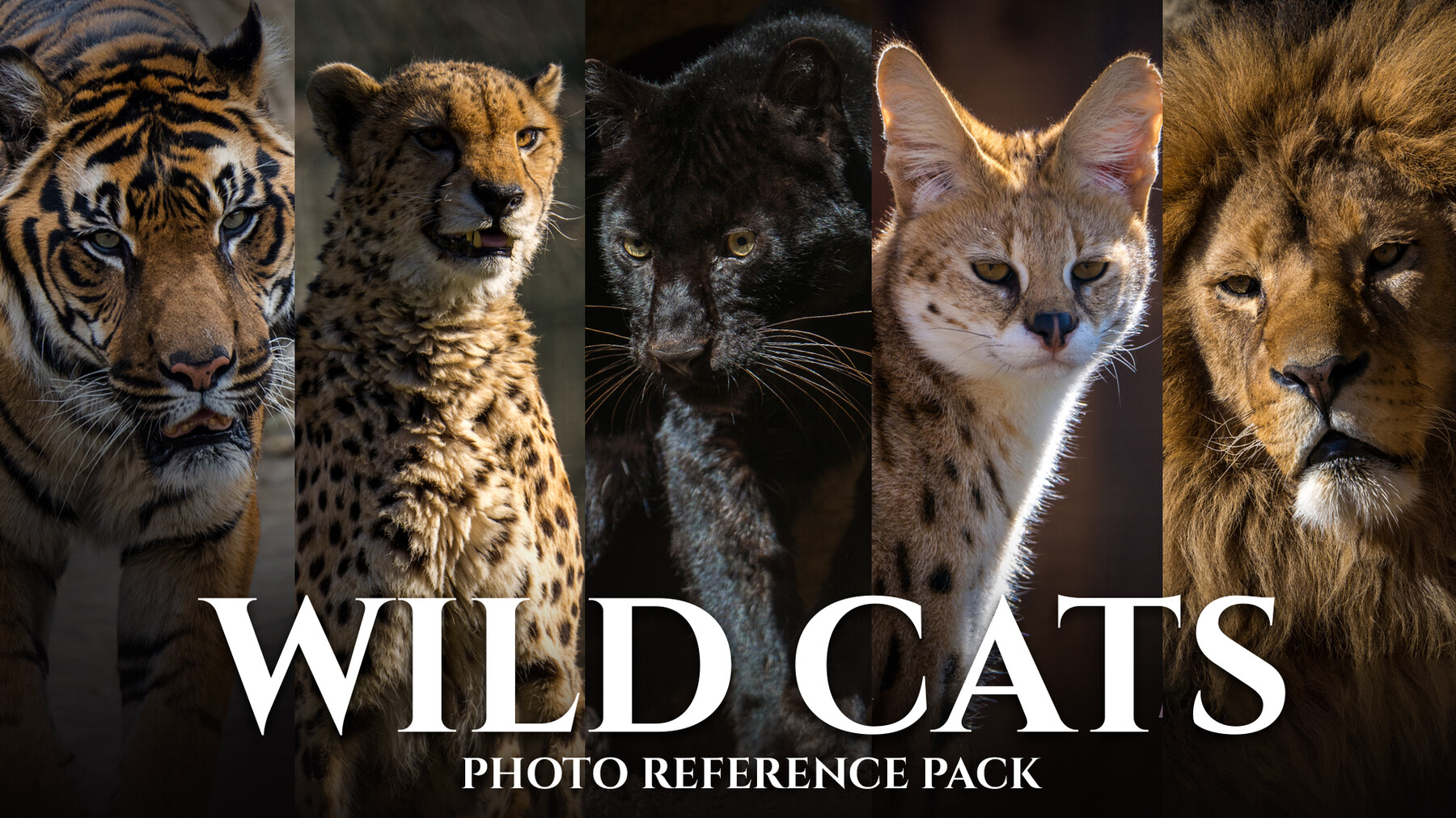 ArtStation - Wild Cats - Reference Photo Pack For Artists 399 JPEGs ...