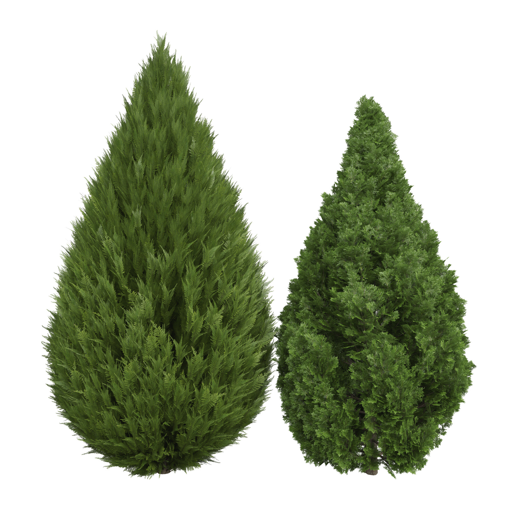 ArtStation - New plant Juniperus scopulorum Juniperus chinensis Spartan ...