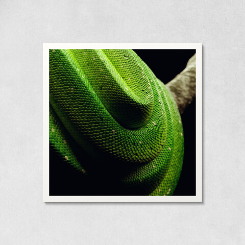 Green Tree Python - 3D Artwork by Simon Thommes