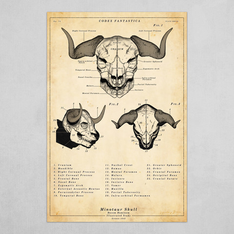Minotaur Skull Anatomical Illustration Chart by Joseph Roberts