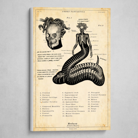 Medusa Anatomical Illustration Chart by Joseph Roberts