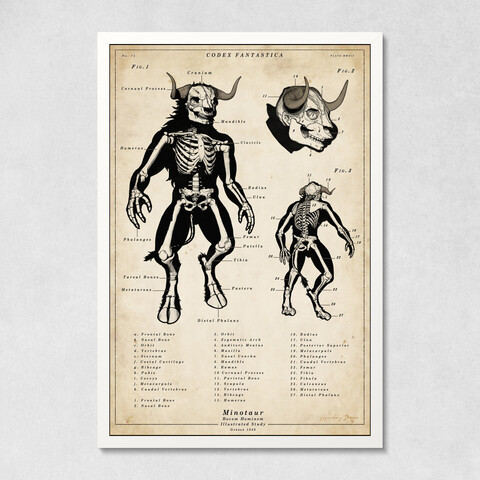 Minotaur Anatomical Illustration Chart by Joseph Roberts
