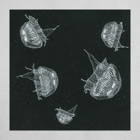 Jelly Fish by Mitchell Tharp