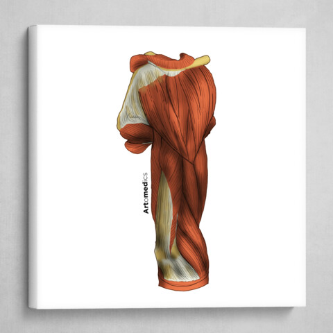 Forearm Back Muscles by Heidi H. MD | Artomedics Studio