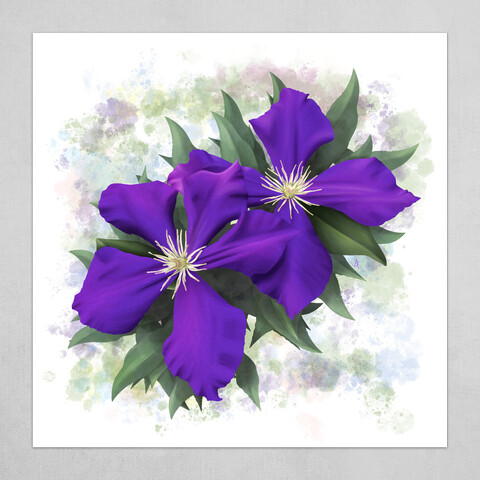 Purple Clematis by Spennig Aisling