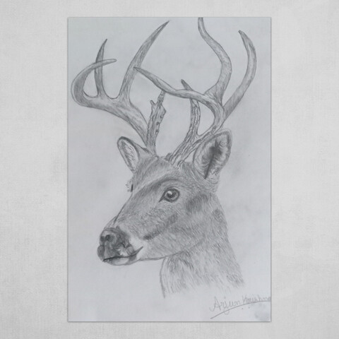 Antelope Pencil Drawing by Krishna Bros