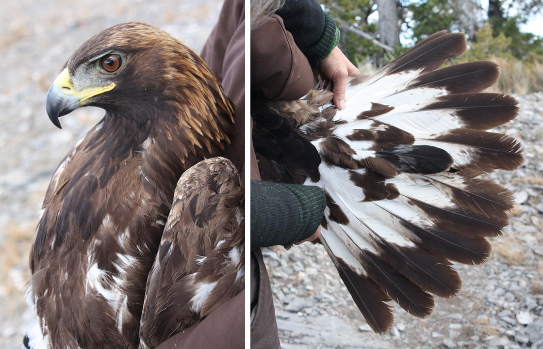 ArtStation - Chief of the Mannegishi - Spirit Chief - Material Breakdown