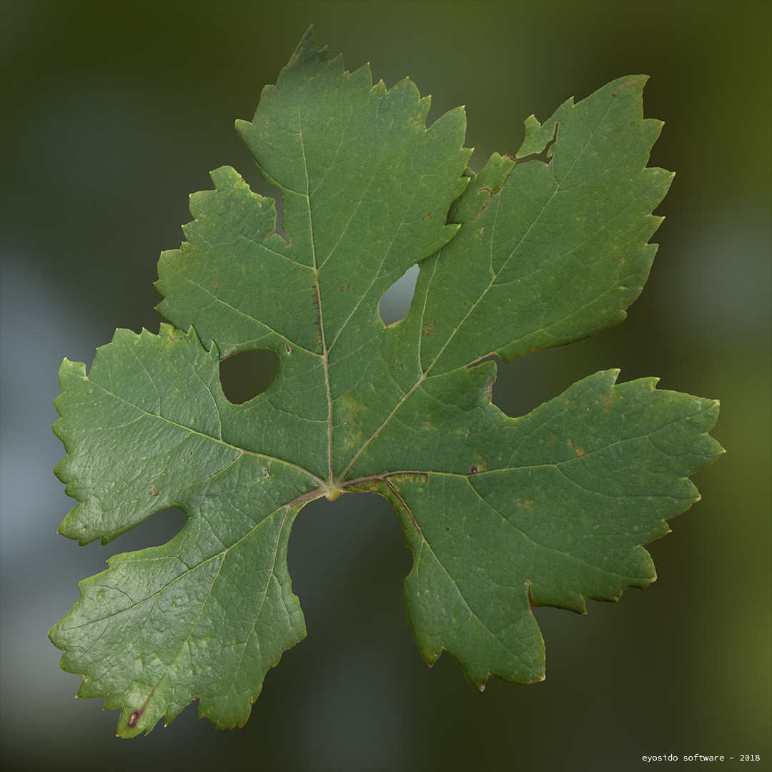 Olivier Lau - Experiment with 3 leaf scanning techniques