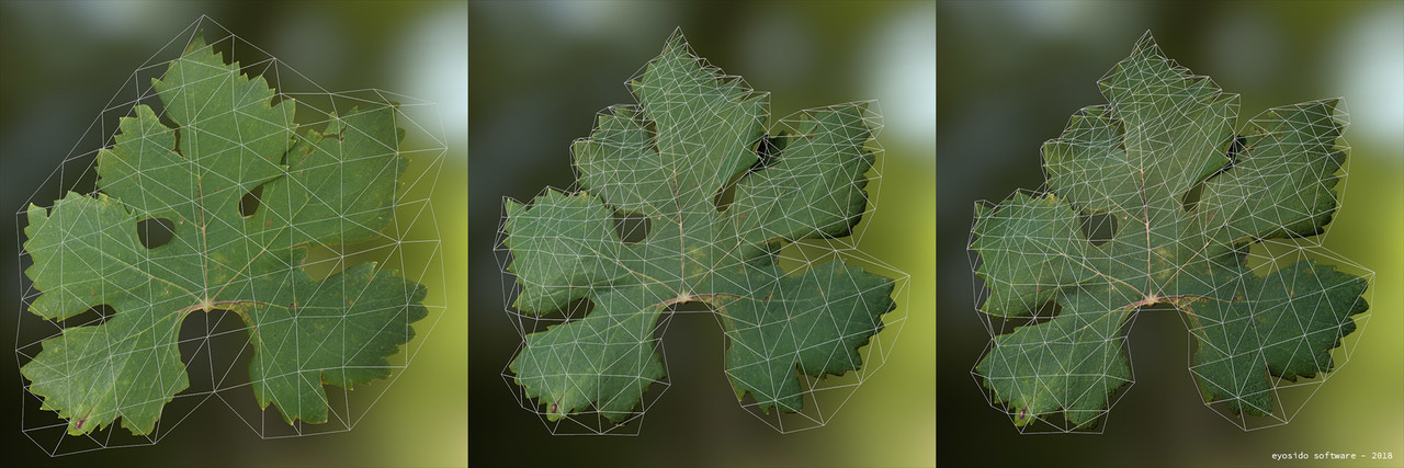 Olivier Lau - Experiment with 3 leaf scanning techniques