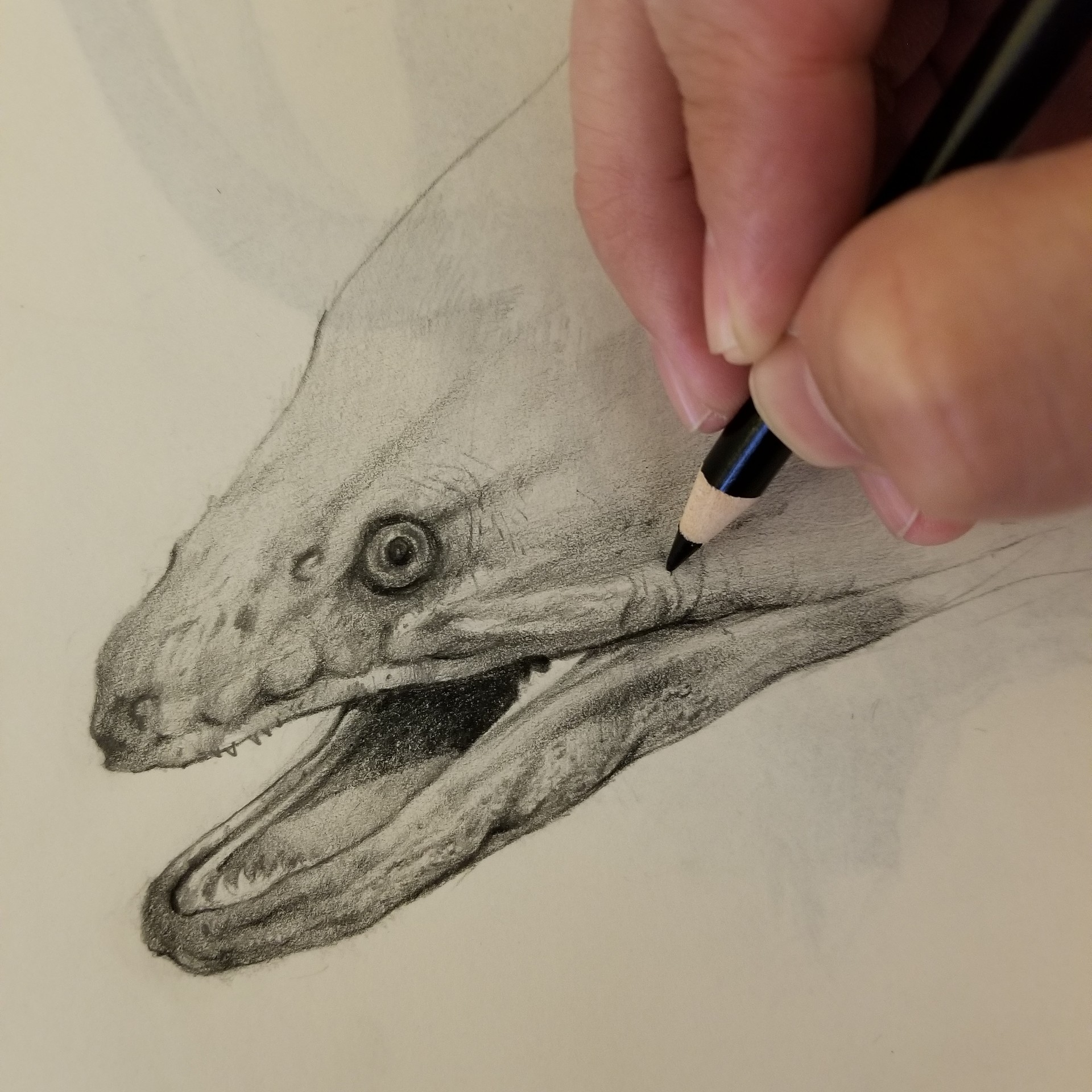 Realistic Eel Drawing