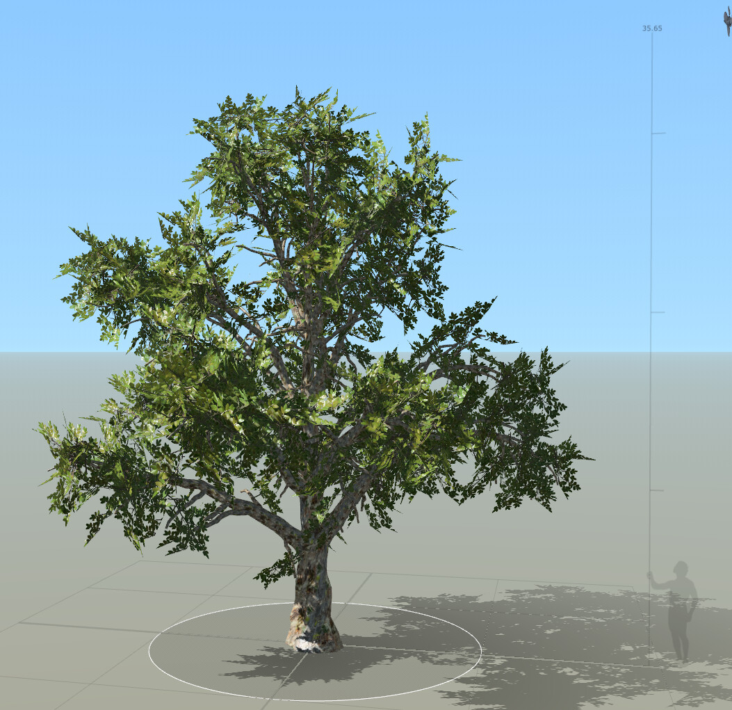 ArtStation - Learning SpeedTree