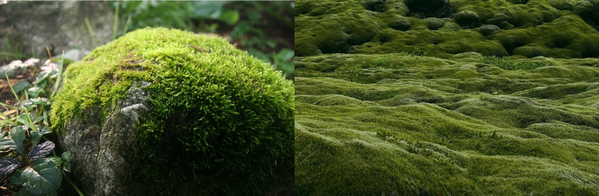 Chris Kabeya - WIP - UE4 Experiments: Card based moss visuals