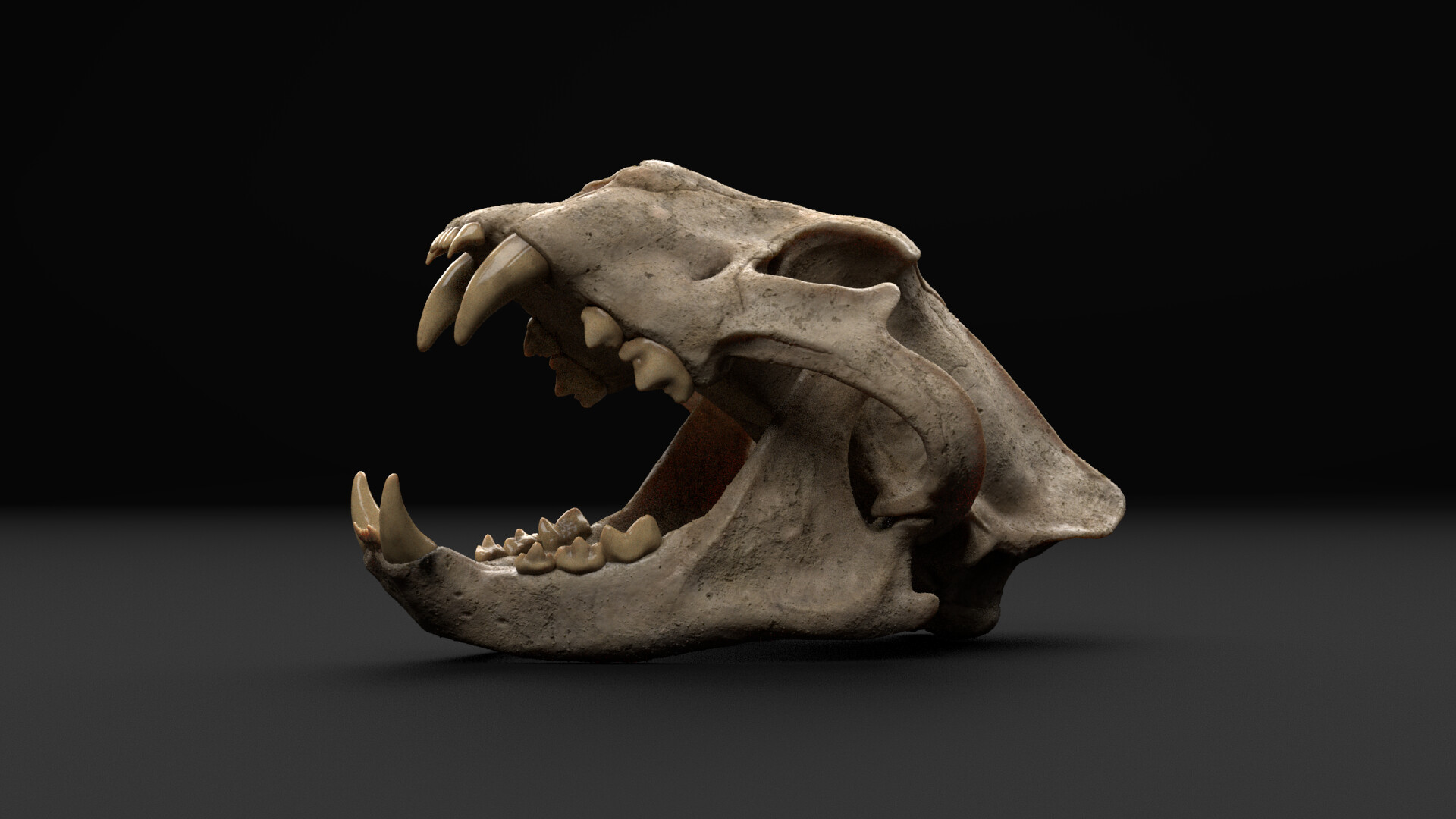ArtStation - Lion process: 01 Modeling the skull
