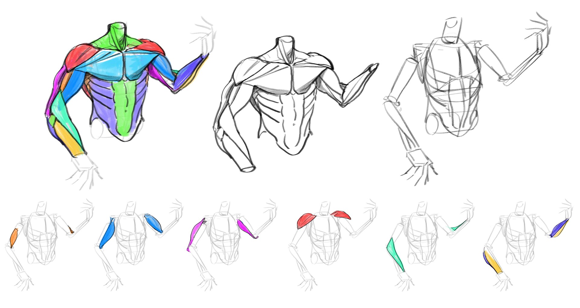 ArtStation - study - upper body