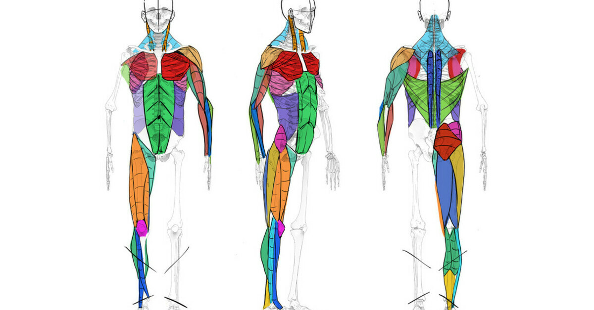 ArtStation - Basic anatomy study