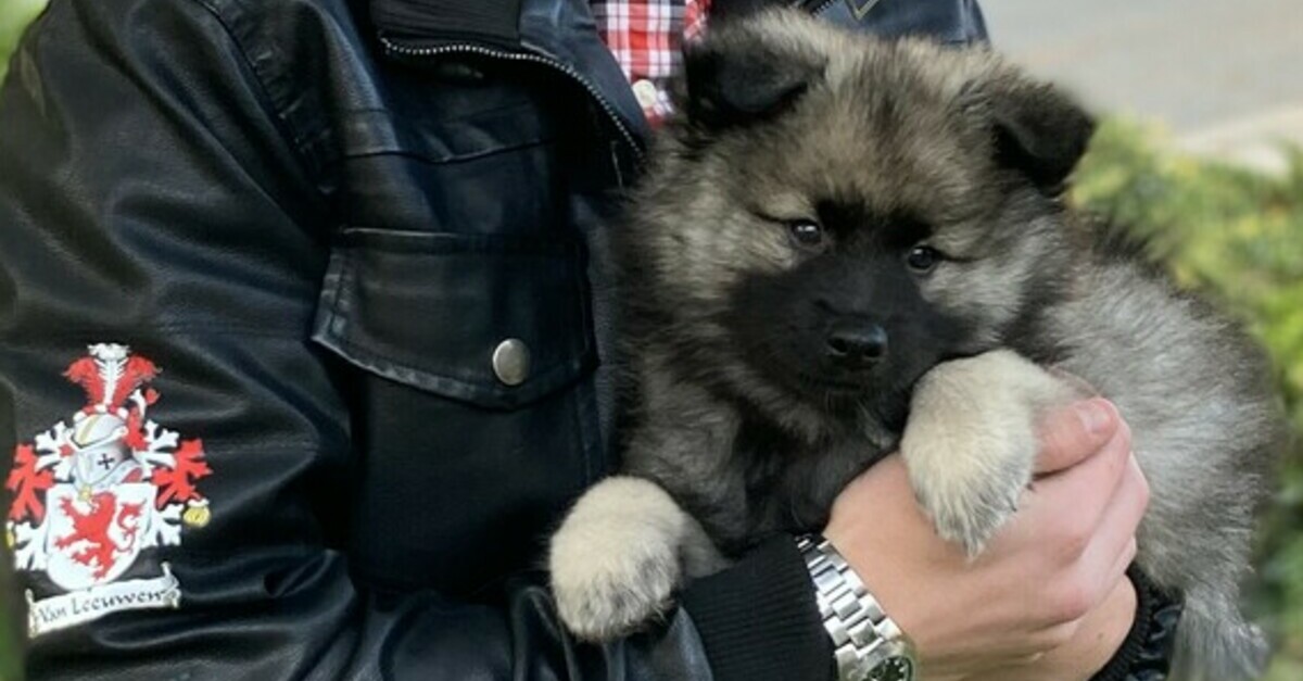 ArtStation - Toby is Here