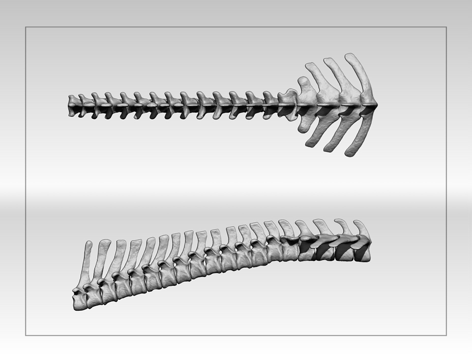 Aritz Basauri - Hippo study III