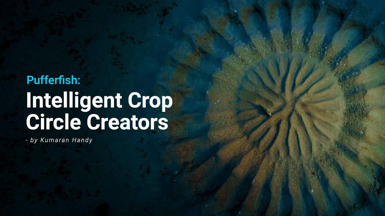 puffer fish circle pattern