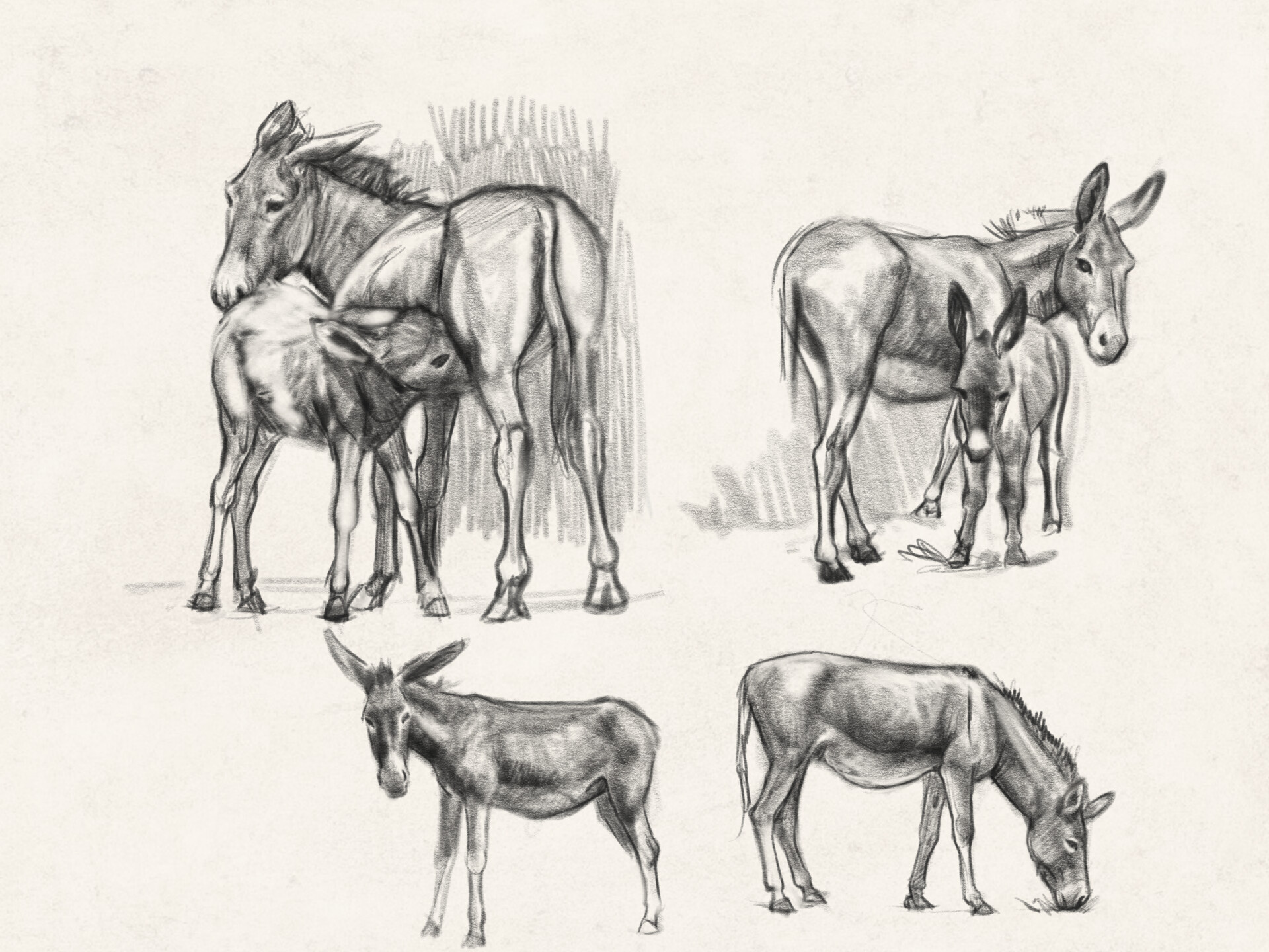 Aritz Basauri - Donkey - Modeling