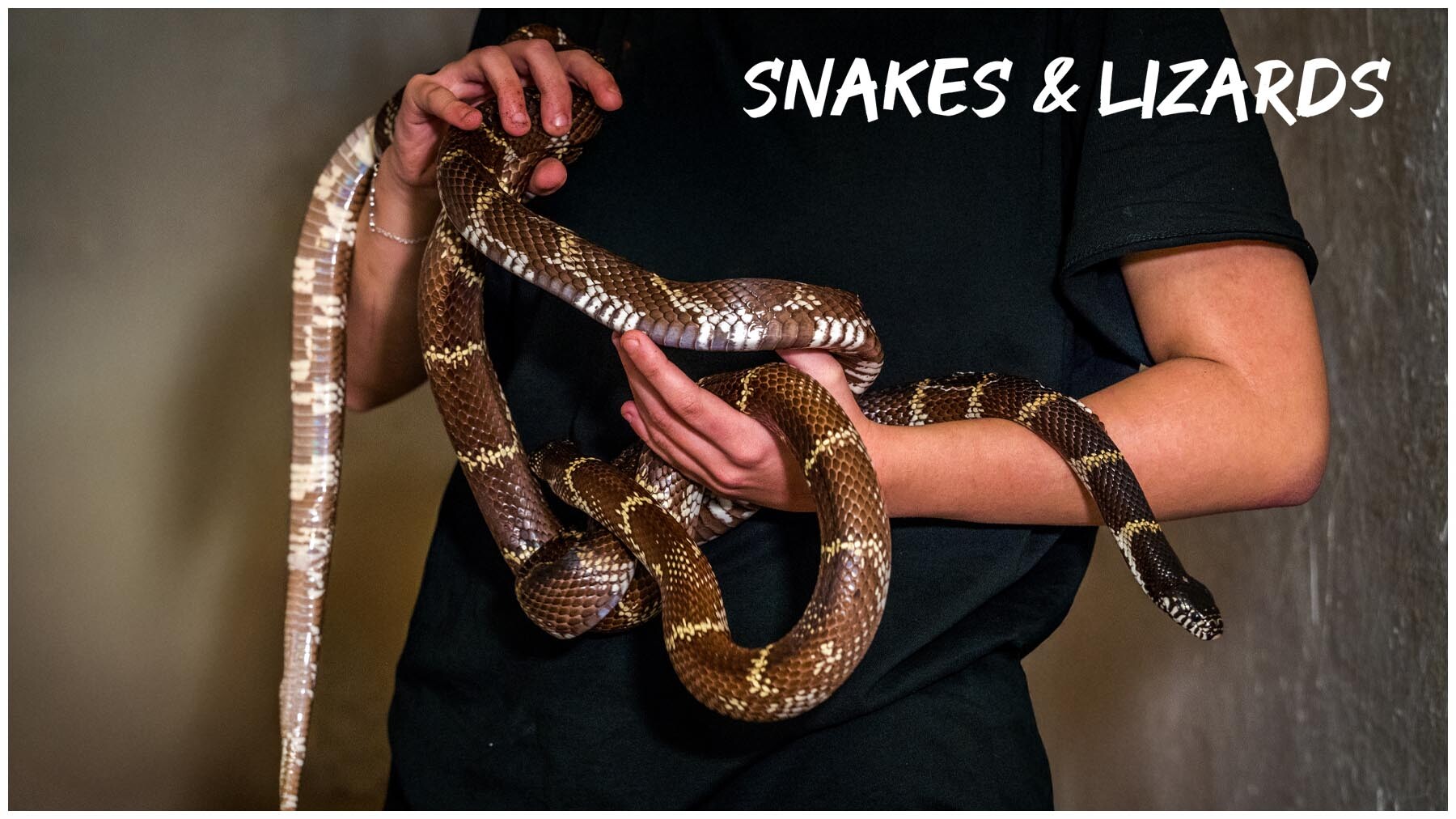 Satine Zillah [satinezillah.com] - Fangs & Scales: Ultimate Snake and Lizard Reference for Artists