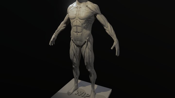 ArtStation - WIP - Male Anatomy study