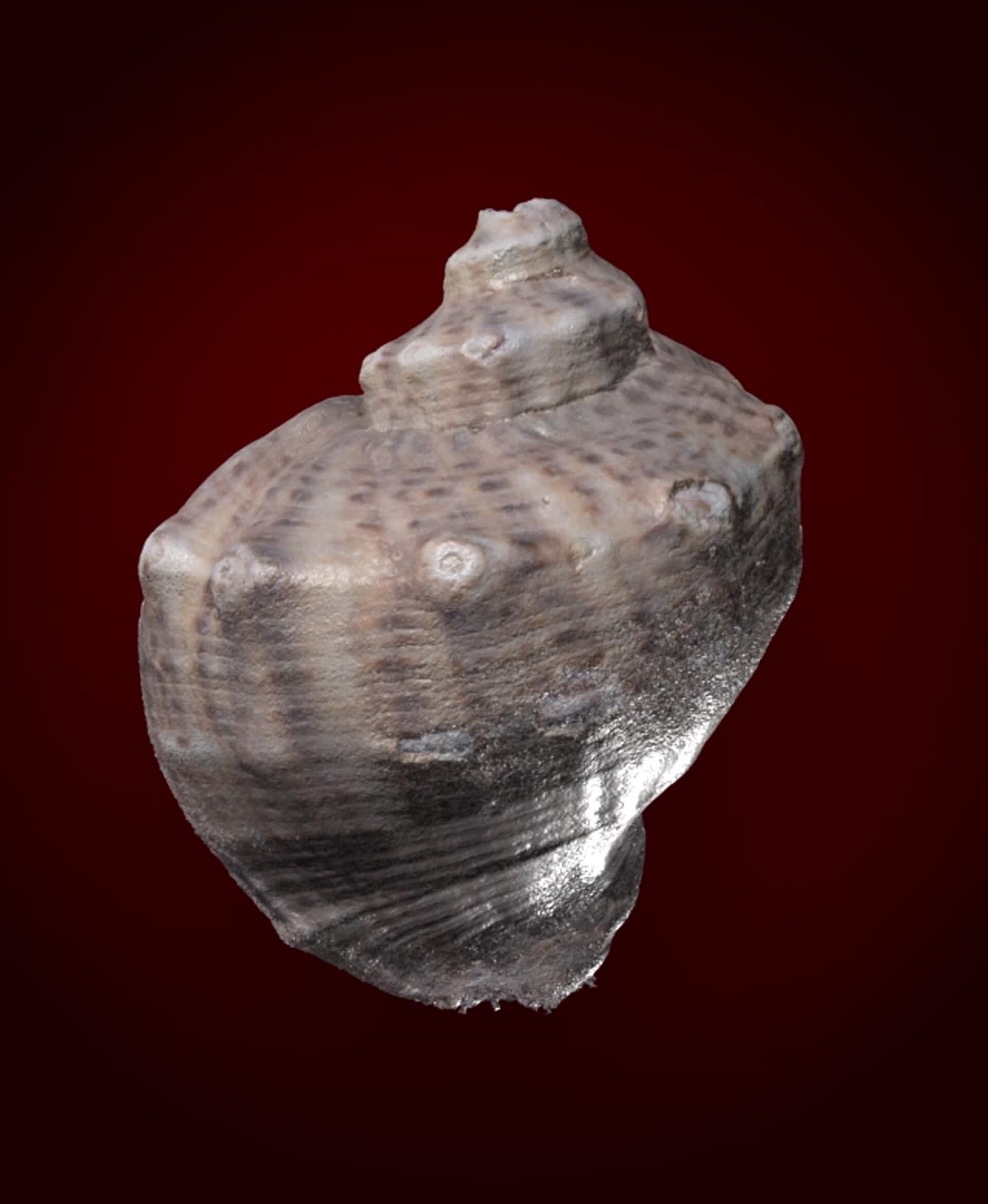 ArtStation - Rapana from photogrammetry