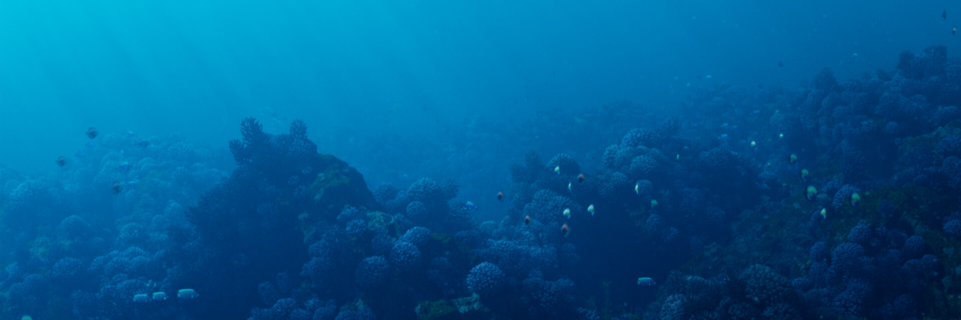 Roman Zhuk - Portfolio